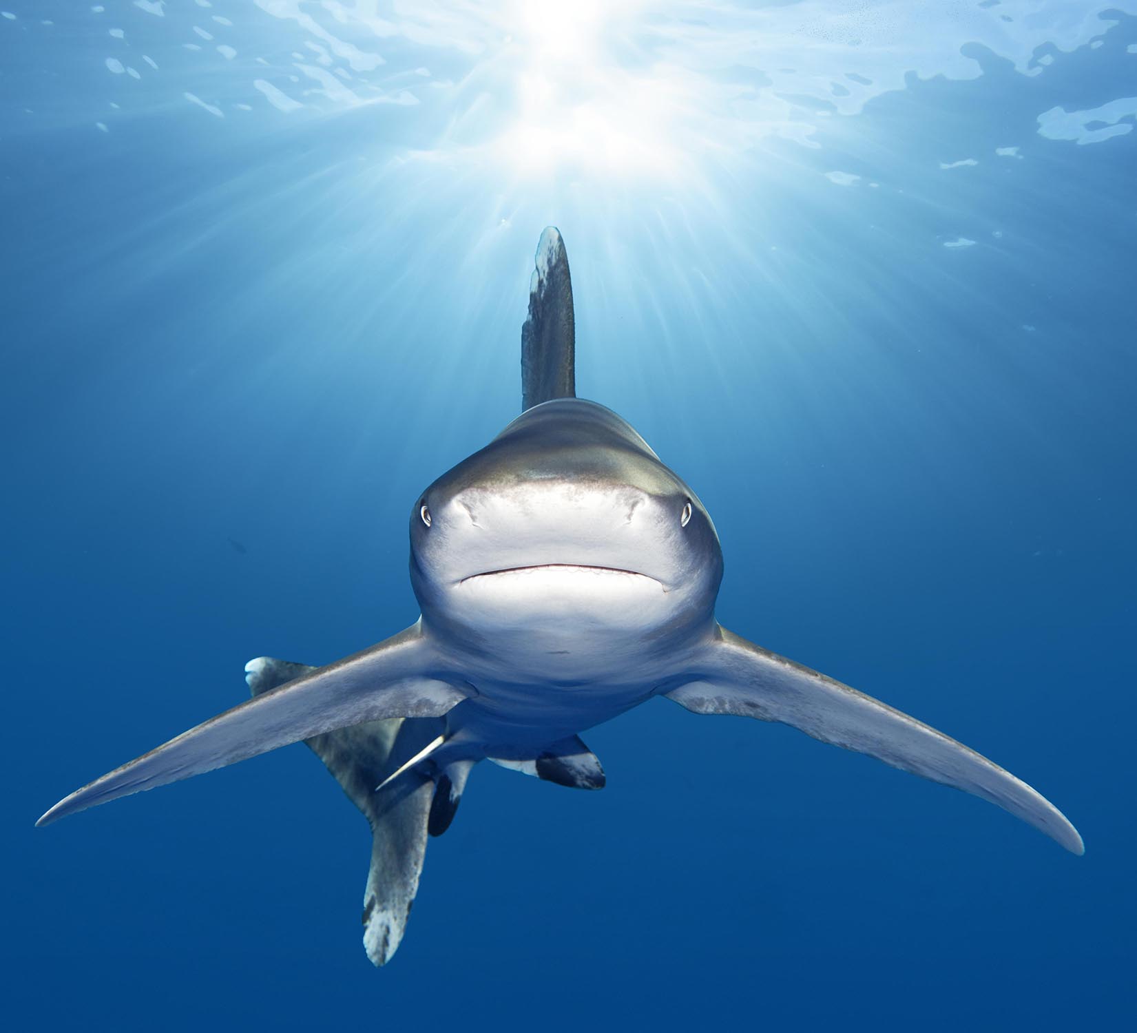 The oceanic shark can smell a drop of blood from hundreds of meters away