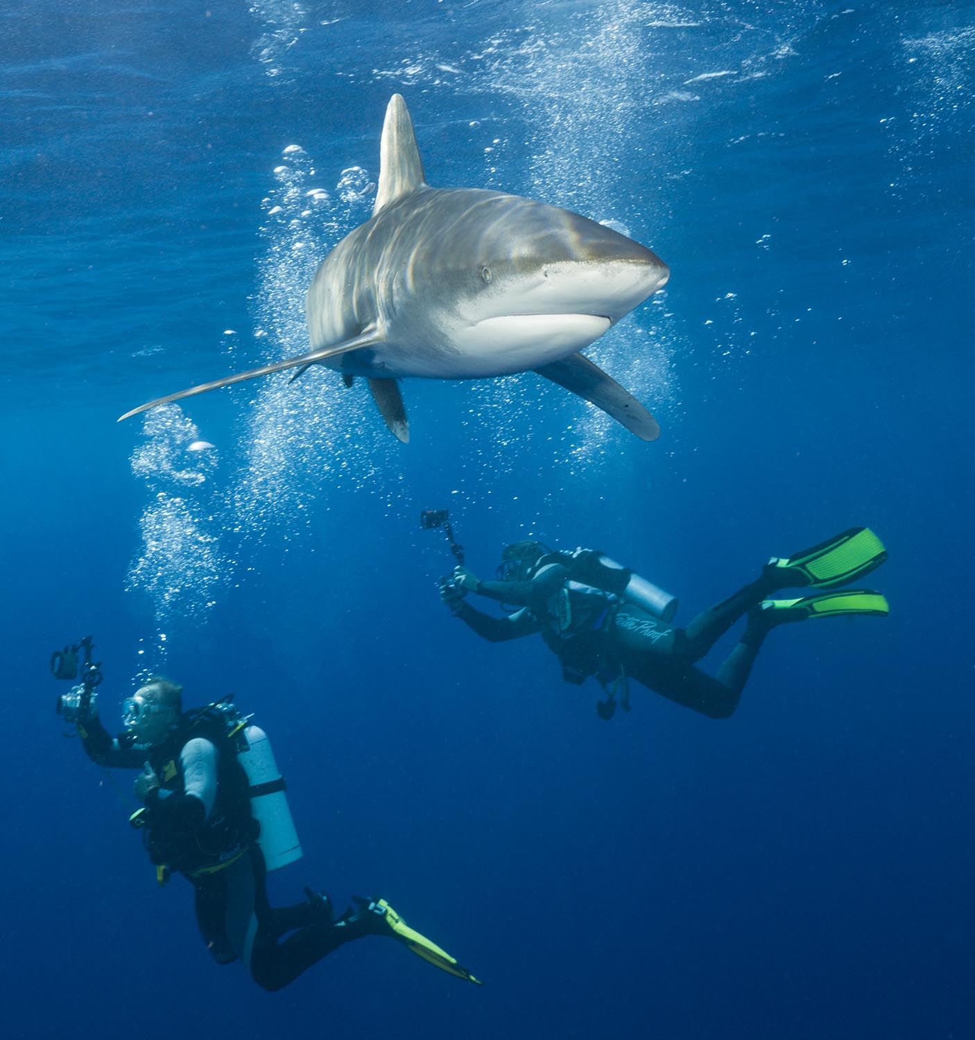 whitetip attack