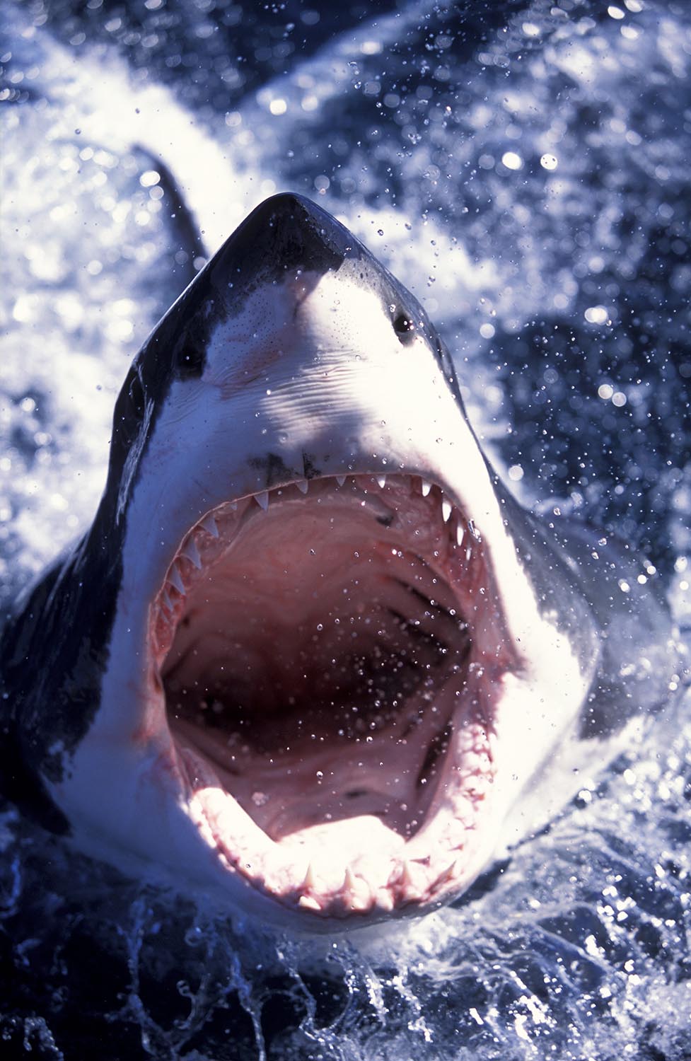 most aggressive shark